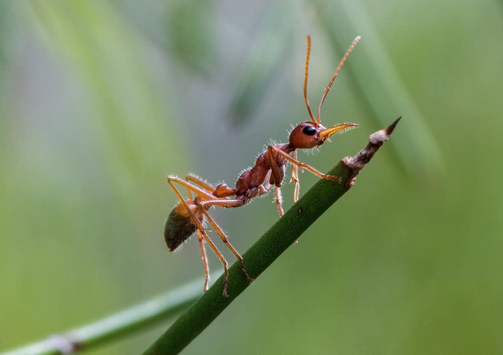 The A-Z Guide to Australian Household Pests | Pest Control Blog
