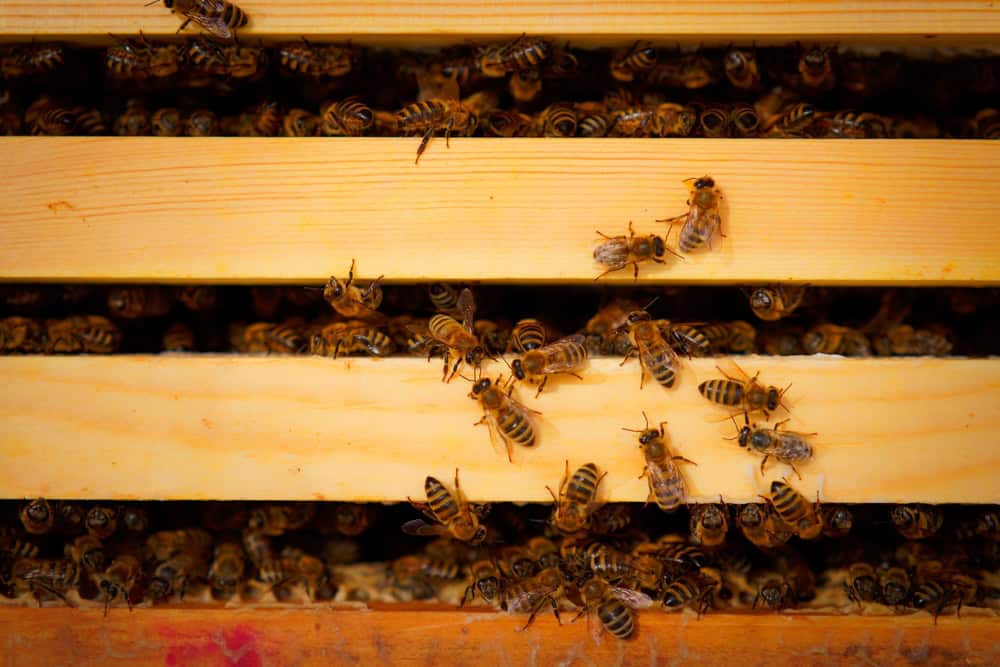 The A-Z Guide to Australian Household Pests | Pest Control Blog