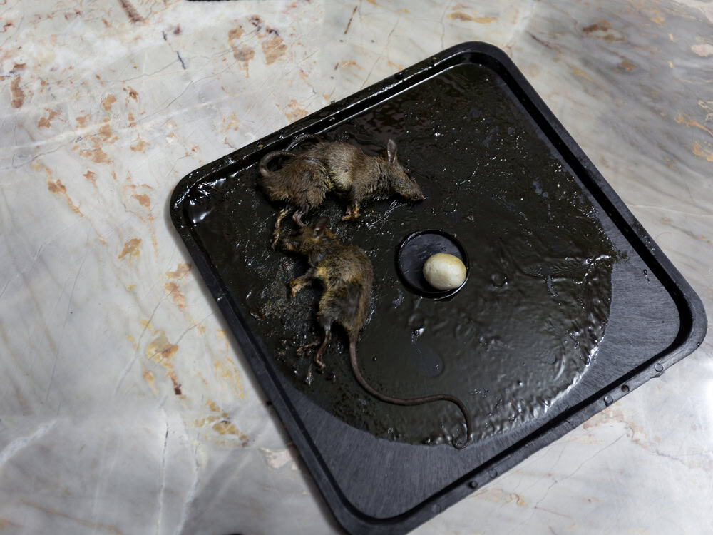 Controlling Rodent Infestations: Effective Management Tips