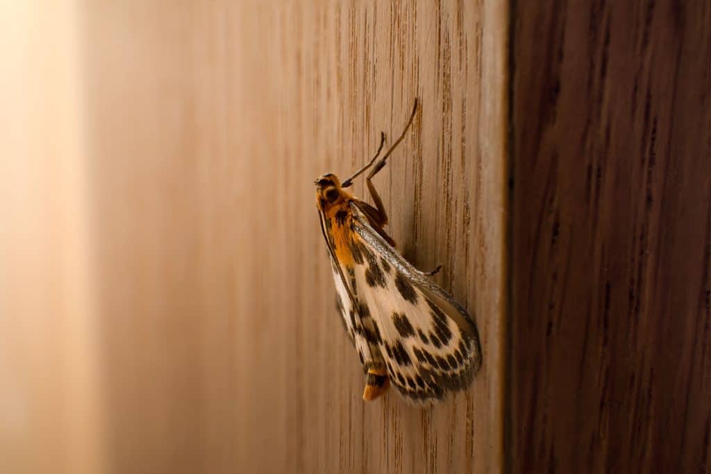 Hidden Dangers of Moths in Homes | Risks & Solutions